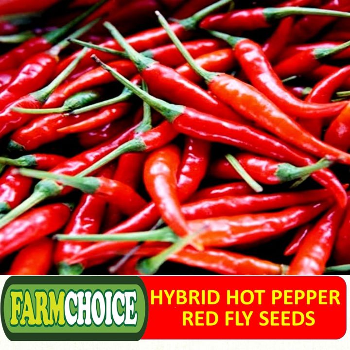 HYBRID HOT PEPPER RED FLY (40 SEEDS) | Lazada PH