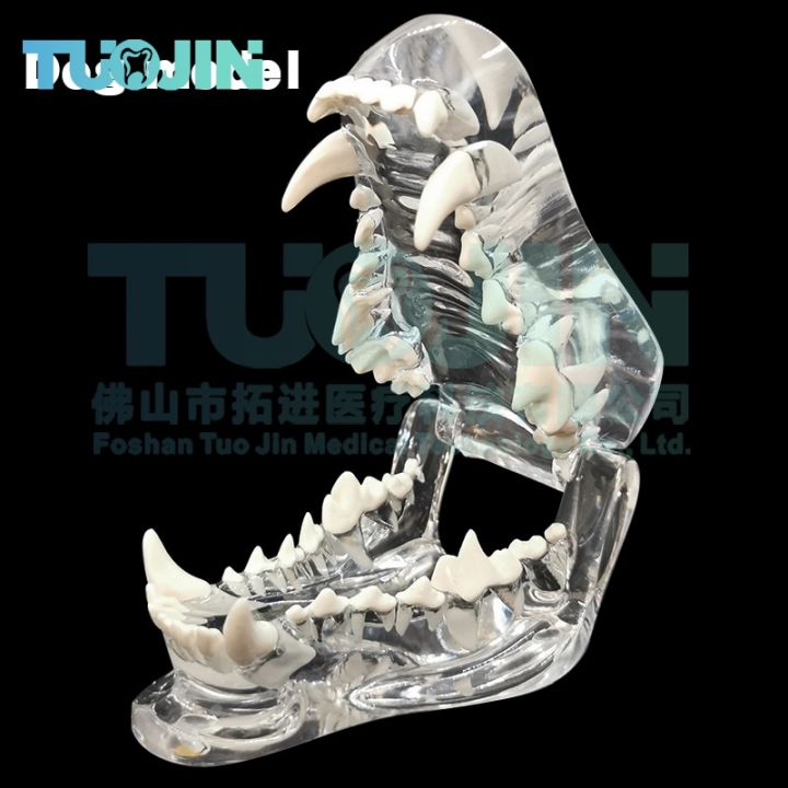 1 Transparent Resin Dog Teeth Model Canine Dental Modeling Simulators ...