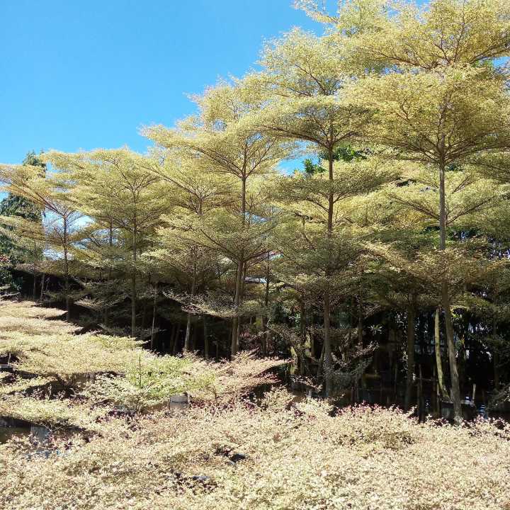 AFRICAN TALISAY VARIEGATED TALISAY - LIVE AND ROOTED 🌿 CLOVERGREEN ...