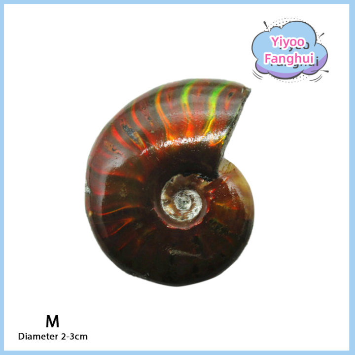 Yiyoo หินแร่สีรุ้งธรรมชาติเหลี่ยมเพชรพลอยประกอบของสะสมฟอสซิลหอยทาก ...