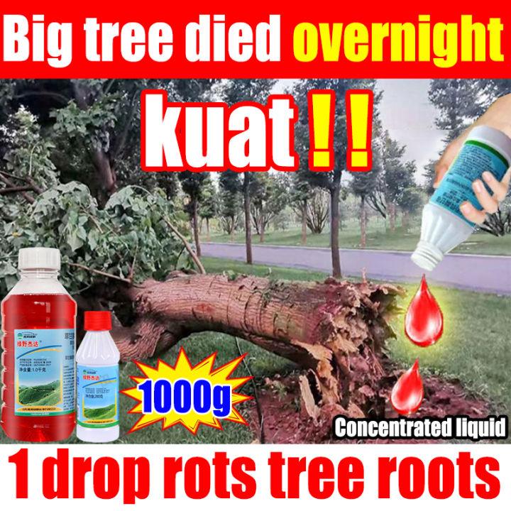 Root rot 10 meters deep Tree killer Kill big trees,weeds,bamboo Racun ...