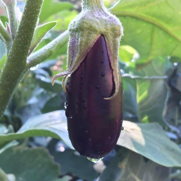 Backyard Eggplant/Talong Seeds (Various Variety) | Lazada PH