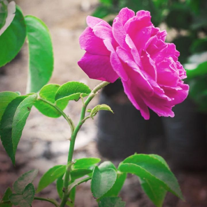 pohon bunga ros | Lazada Indonesia