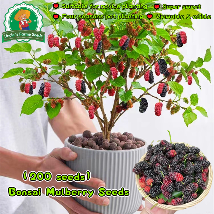 100% Authentic 200pcs High Yield Dwarf Mulberry Seeds for Planting ...
