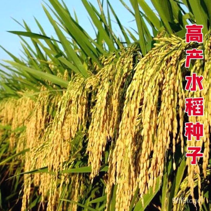 100 high-quality seeds from Thailand are ready to send plump seeds ...