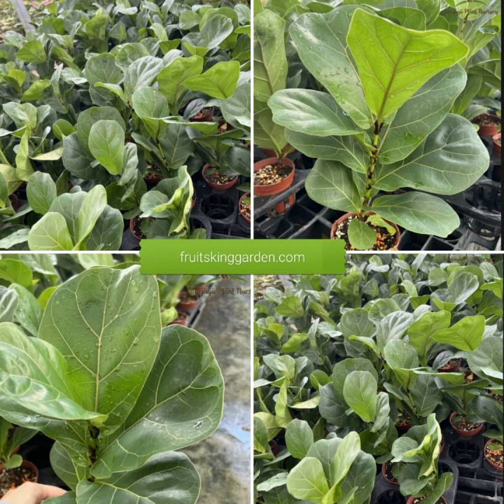 Anak Pokok Ficus Lyrata | Lazada