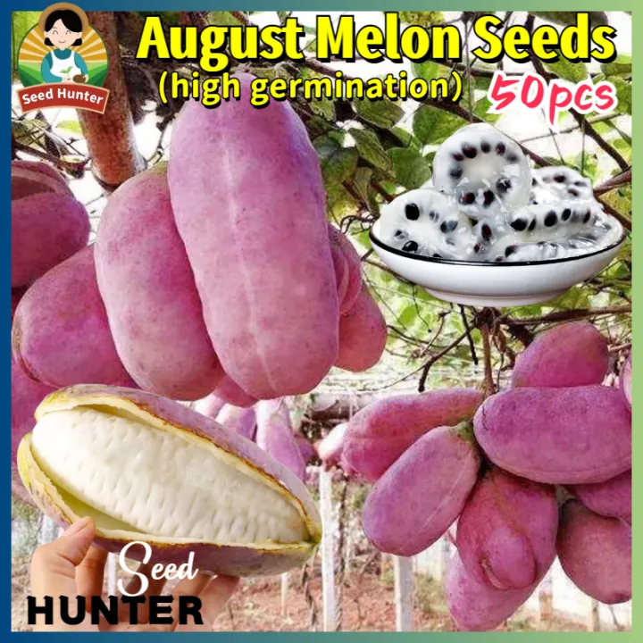 High Yield Sweet August Melon Seeds for Planting Fruit Trees (Fast Growing 50 Seed) Dwarf Fruits ...