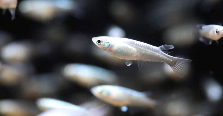 【Su's Aquatic】PLATINUM WHITE MEDAKA RICEFISH 【ORYZIAS LATIPEs】- 白金贵妃稻田鱼 ...