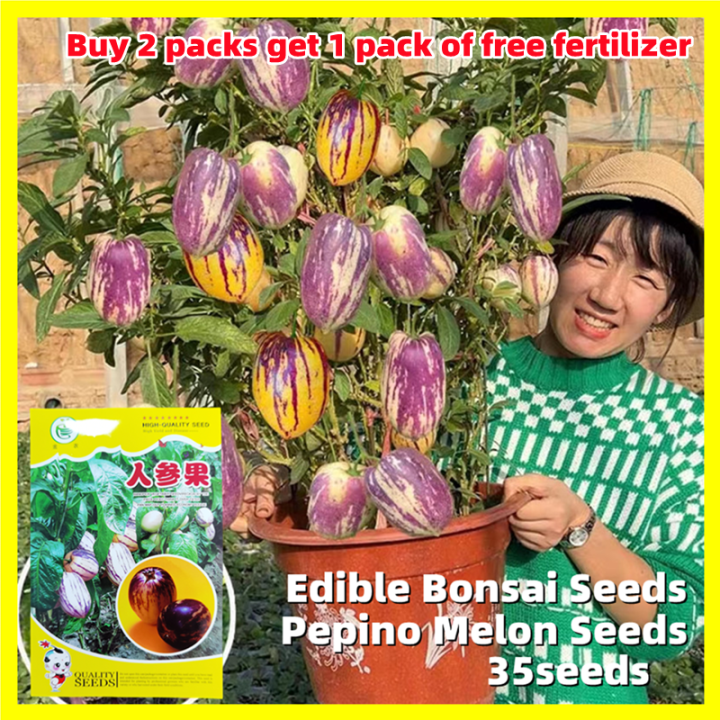 Sweet and Juicy Pepino Melon Seeds 人参果种子 - 35 Seeds Fresh Rare Ginseng ...
