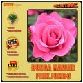 Biji benih bunga mawar pink jumbo / 4 biji | Lazada Indonesia