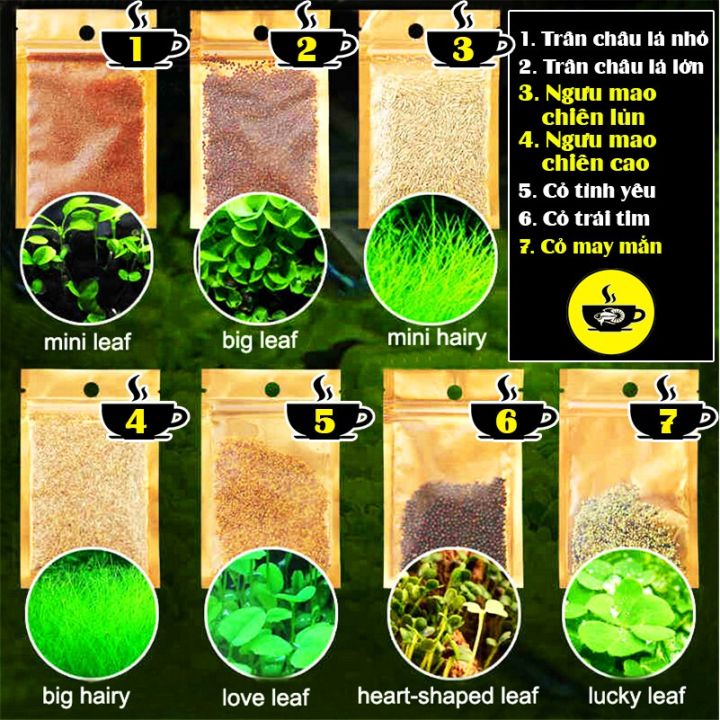 Hạt giống cây thủy sinh - Trân Châu Ngưu Mao Chiên Cỏ Tình Yêu Cỏ May ...