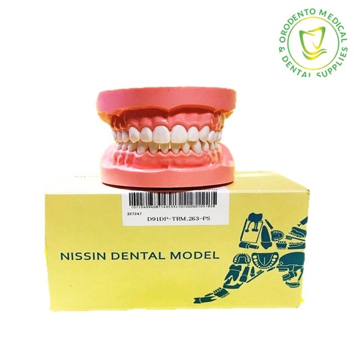 Nissin Dental Study Model Typodont | Lazada PH