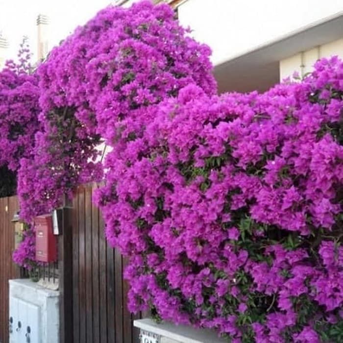 Tanaman Bunga Bugenvil Ungu - Bibit Tanaman Bunga Kertas Ungu | Lazada ...