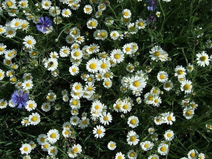 Creeping Daisy Seeds | Lazada PH