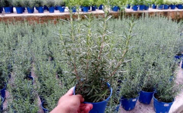 Anak Pokok Bunga Herba Rosemary Live Plants Rosemary Herb Potted Plant ...