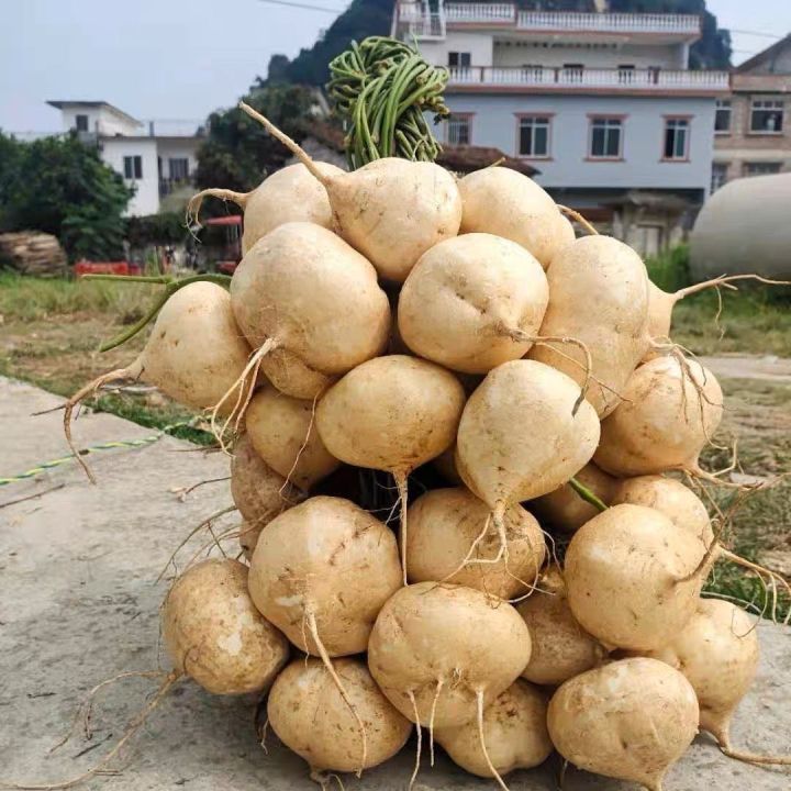 10 seeds Singkamas Seeds High germination rate/Vegetable/fruit seeds ...