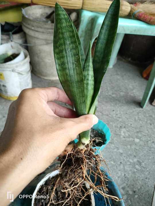 Murang Halaman Snake plant small No POT #liveplant #snakeplant | Lazada PH