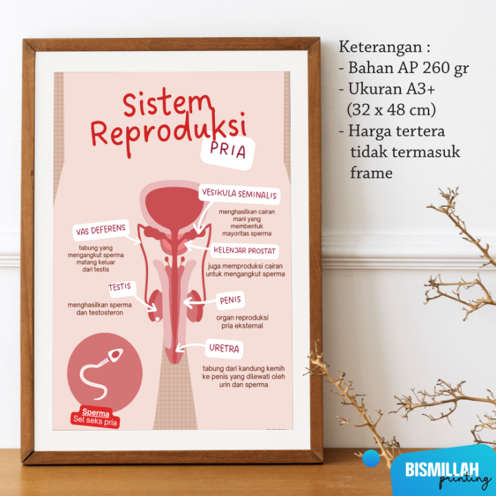 Poster Sistem Reproduksi Pria | Lazada Indonesia