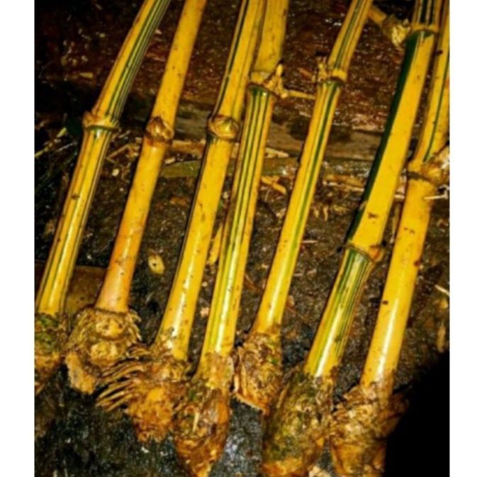 Bibit bambu kuning berbonggol bambu kuning super bibit unggul Bambu ...