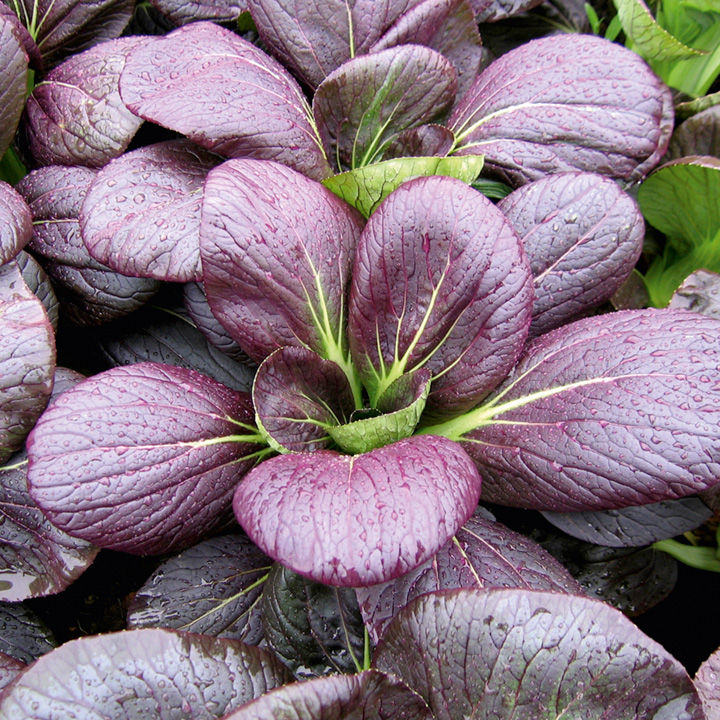 Hybrid Mini Red Pak Choi / Red Bok Choi Seeds (1gram - 200 seeds ...
