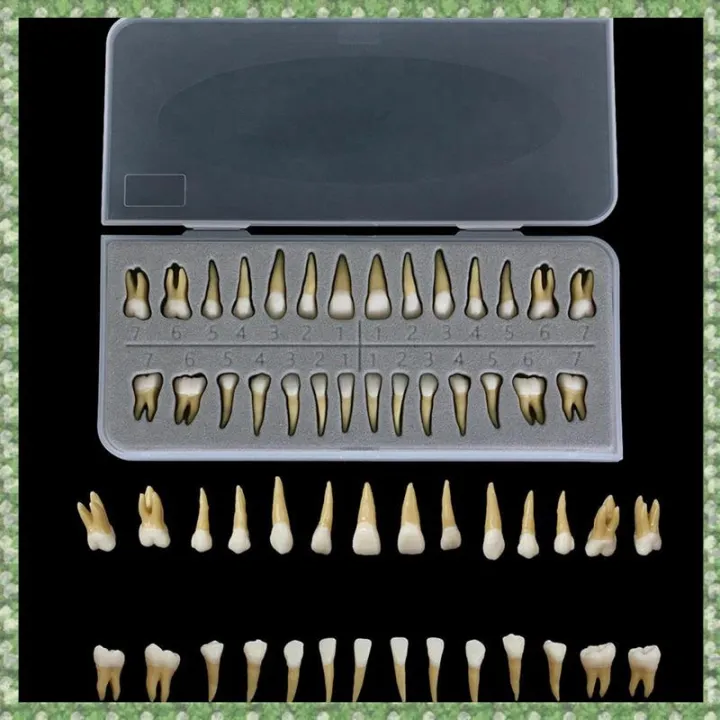 (HPKF) 28Pcs Tooth Model 1:1 Permanent Teeth Model Dental Resin Tooth ...