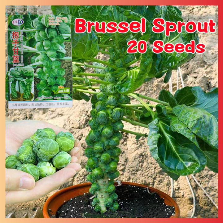 High Yield 20 Seeds Organic Brussel Sprout Seeds for Planting ...