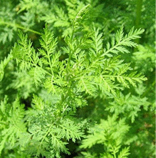 Artemisia annua seed, Artemisia annua seed, Artemisia annua seed, Artemisia annua seed ...