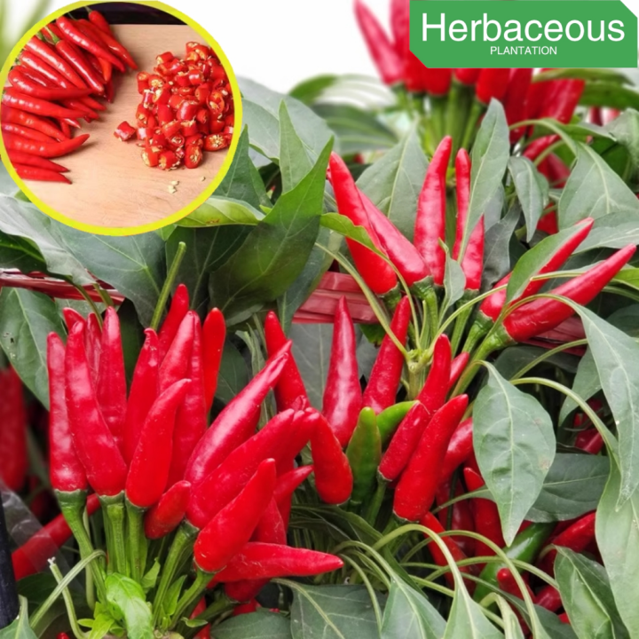 100 Seeds Siling Labuyo Hybrid - Hot Pepper Taiwan Chili / Siling ...