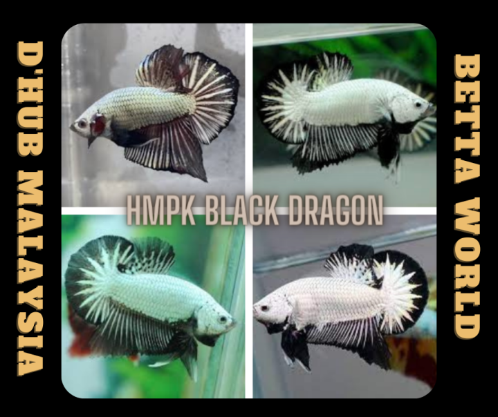 D'HUB HMPK Black Dragon Betta Fish / Ikan Laga HMPK Black Dragon | Lazada