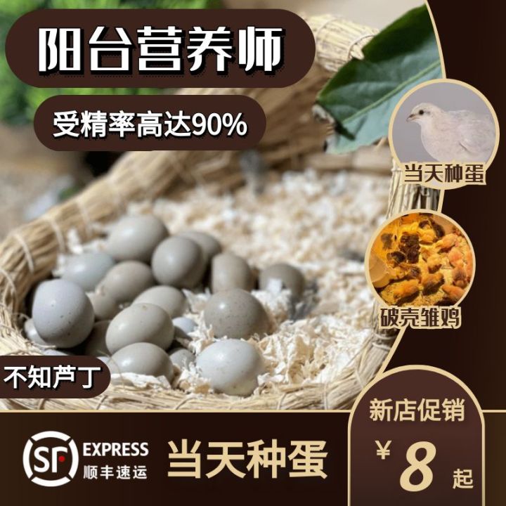 Pure white and solid color German tile gray dress breeding eggs Luding ...