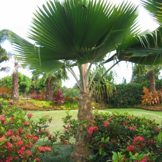 FIJI FAN PALM TREE SEEDS/5 seeds | Lazada PH