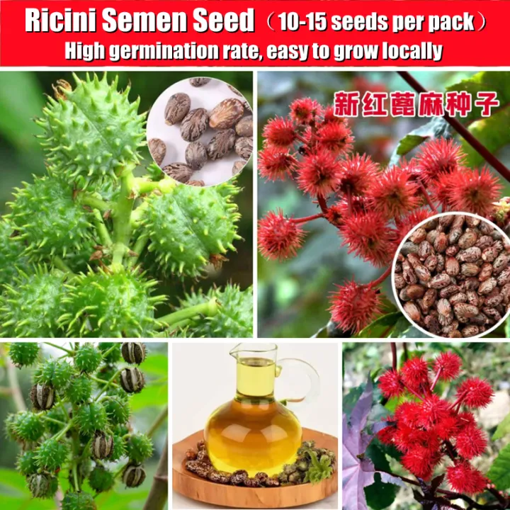 High Yield 10-15 Pcs Ricini Semen Seeds for Planting 蓖麻 Edible Castor ...