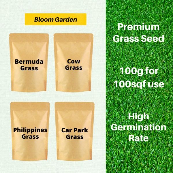 【FREE Fertilizer】 Bermuda Grass Seed Cow Grass Philippine Grass Seed ...