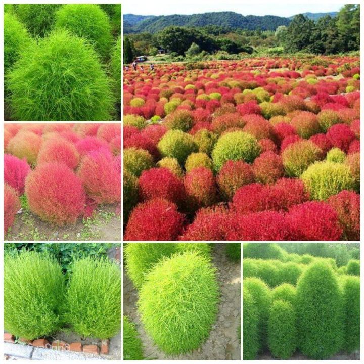 100 Plant Seeds เมล็ดพันธุ์ เมล็ด พุ่มไม้เพลิง หญ้ากอเชีย ไซเปรสลูกไฟ ...