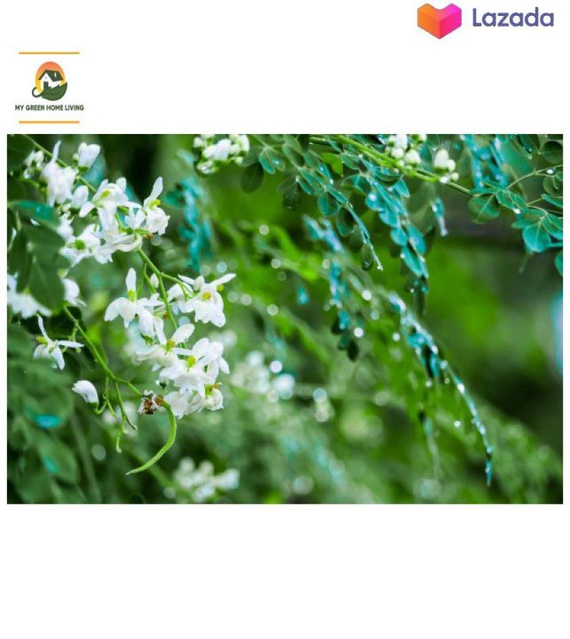 Authentic Moringa Oleifera Tree Cuttings - Keratan Pokok Kelor for ...