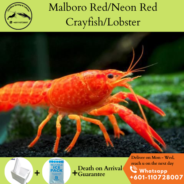 Malboro Red/Neon Red Crayfish/Lobster | Lazada