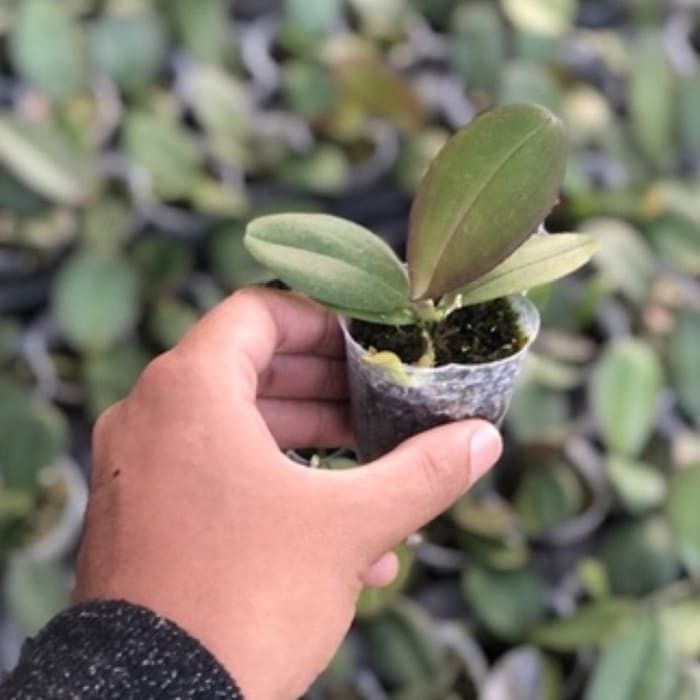 bibit anggrek bulan seedling | Lazada Indonesia