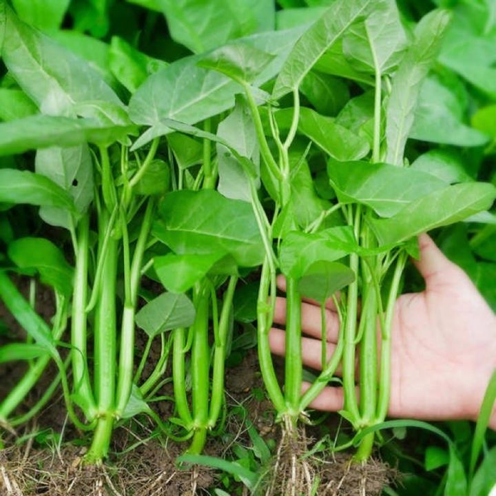 Biji Benih Kangkung Daun Besar/ Big Leaf Kangkung Seeds 大叶空心菜种子 | Lazada