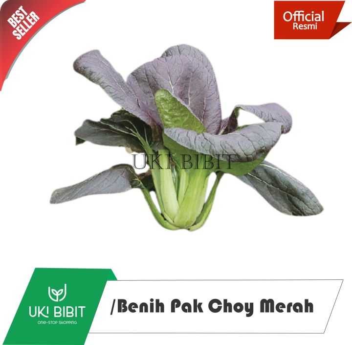 ( 10 Butir ) Benih Biji Pakcoy Merah | Pakchoy | Pak Choy | Pak Choy ...