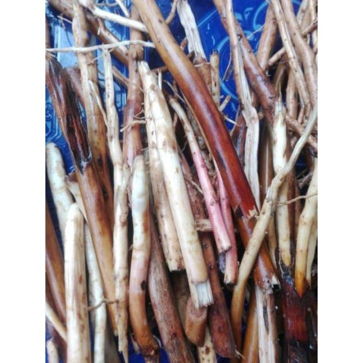 Akar pinang segar per 1 kg | Lazada Indonesia