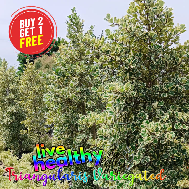 Ficus triangularis Sweetheart | Lazada PH