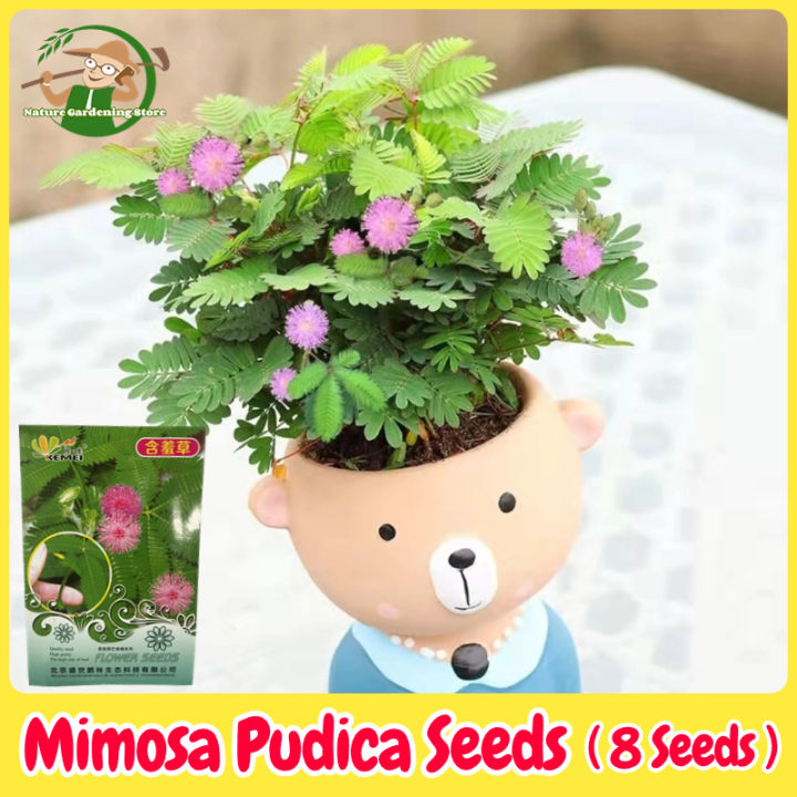 100% Legit Mimosa Pudica Flower Plant Seeds for Planting & Gardening (8 ...