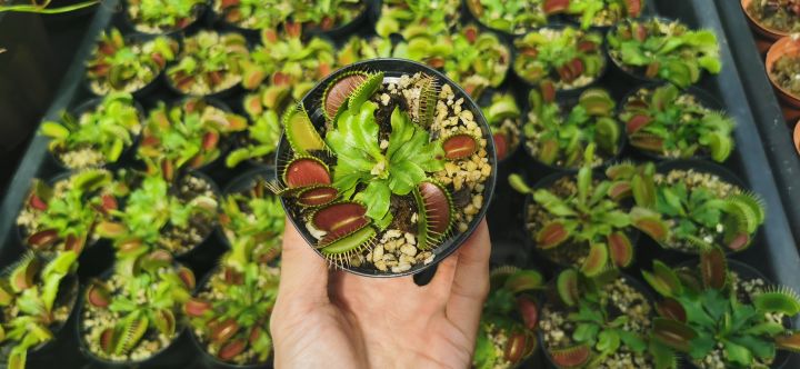 [Bunface Potato Carnivorous Plants] Dionaea 'G14' Venus Flytrap | Lazada