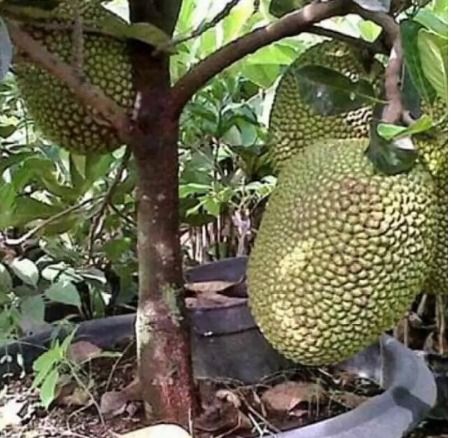 【GW】cempedak durian/ pokok cempedak / pokok cempedak durian / pokok ...
