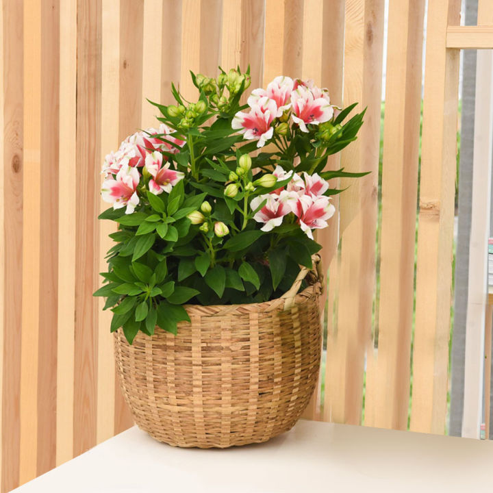 Alstroemeria Maya Bunga Ping Warna Pink Putih - Tanaman Hias Tahan Air ...
