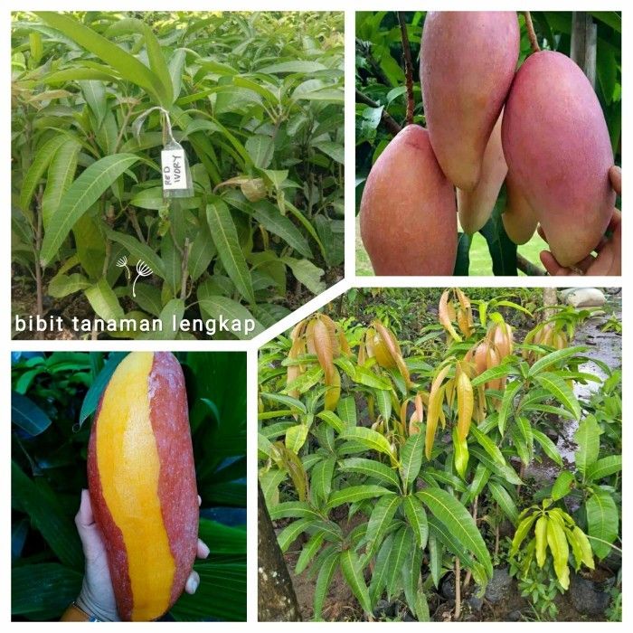 Tanaman buah mangga red ivory | Lazada Indonesia