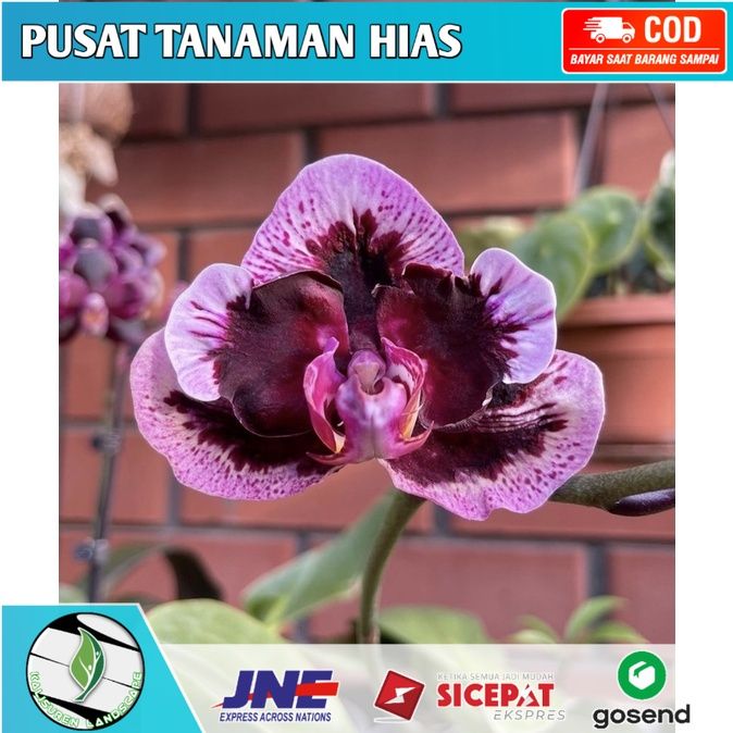 Tanaman anggrek dendrobium black face-tanaman hidup-bunga hidup murah ...