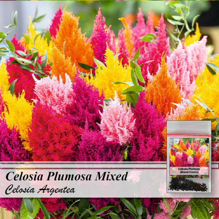 100 Seeds Mixed Celosia Argentea Plumosa Dwarf Flower Seeds 30-50cm ...