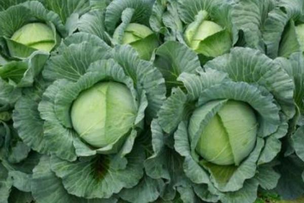 Malaysia Stock Benih Kubis bulat Manis 20pcs/Cabbage/甘蓝包菜种子 | Lazada Malaysia Stock Benih Kubis bulat Manis 20pcs/Cabbage/甘蓝包菜种子 | Lazada