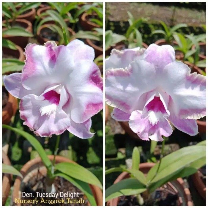 Anggrek Dendrobium Tuesday Delight | Lazada Indonesia